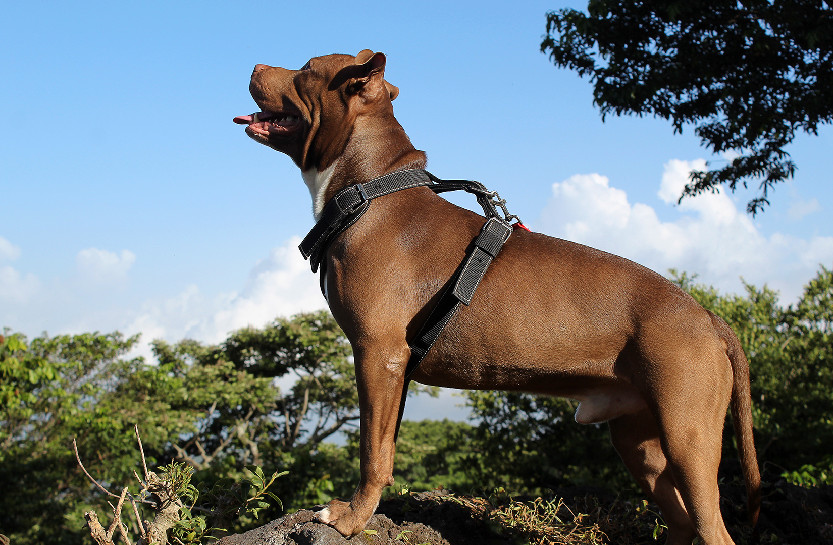 Servicio | Adiestramiento a domicilio